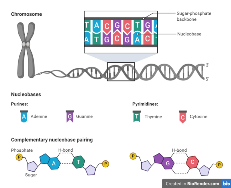 Nucleic acid- Definition, Class, Structure, Function, Application
