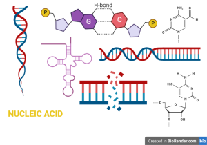 NUCLEIC ACID - Sciencevivid
