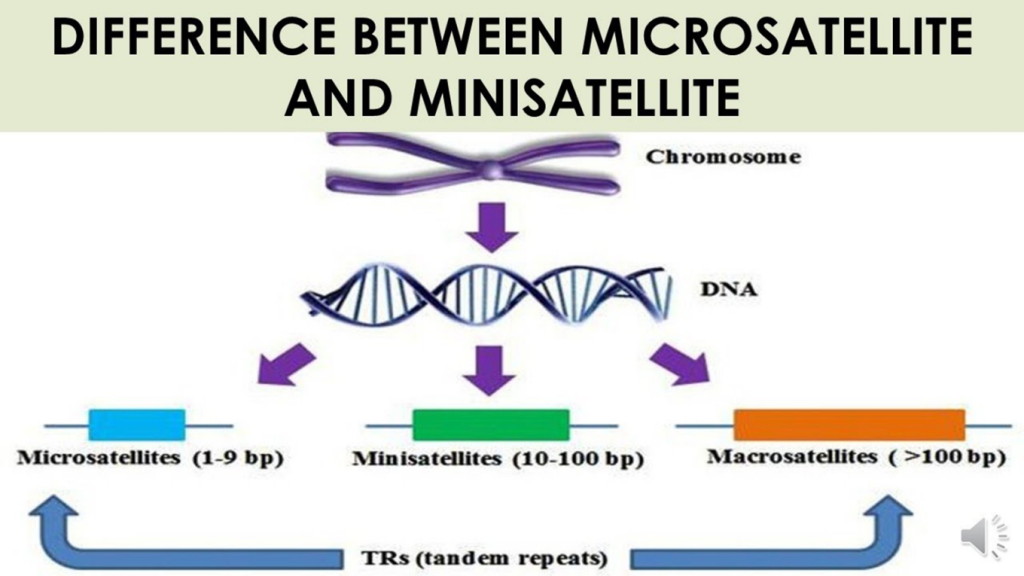 DNA fingerprinting- Definition, Principle, Steps, Applications ...