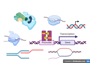 DNA Transcription (RNA Synthesis) - Enzymes, Steps, RNA Processing ...