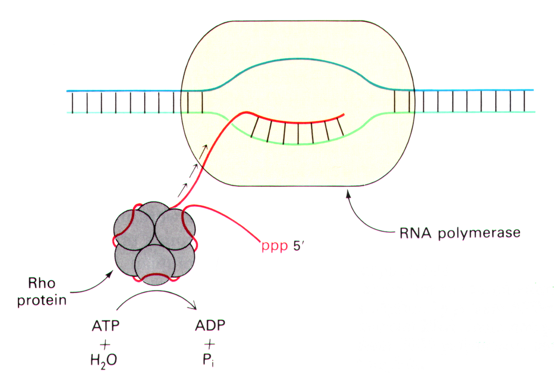 DNA Transcription (RNA Synthesis) - Enzymes, Steps, RNA Processing ...