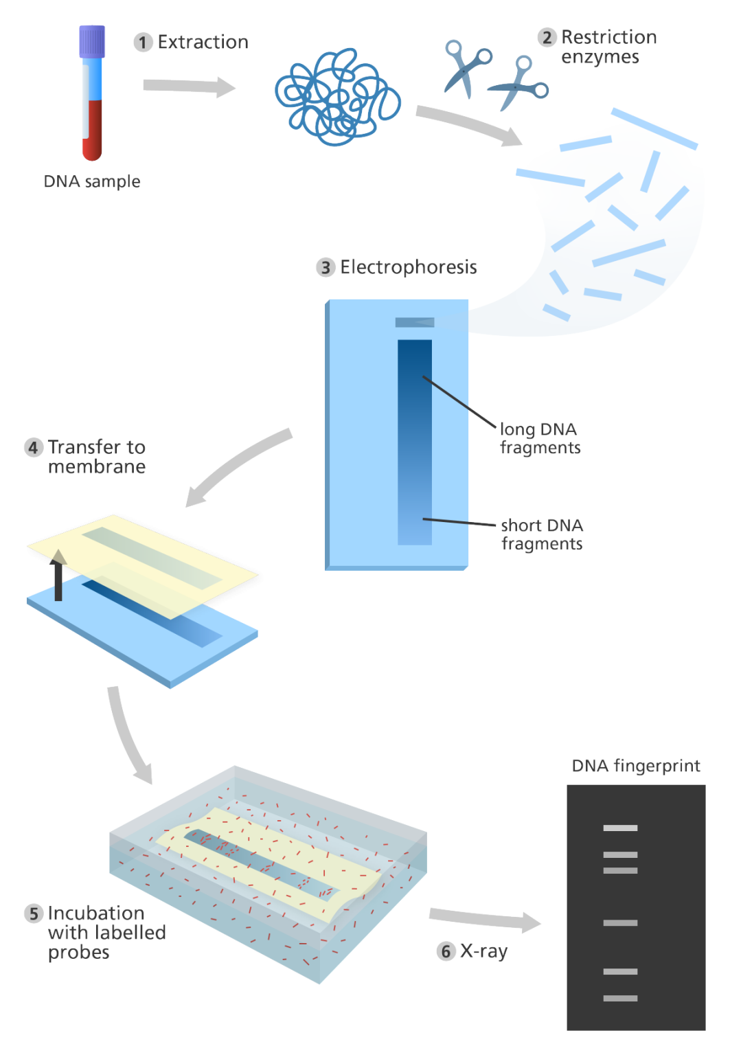 DNA fingerprinting- Definition, Principle, Steps, Applications ...