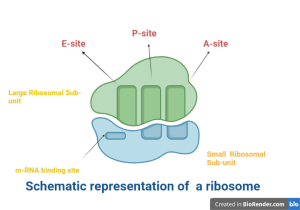TRANSLATION or PROTEIN SYNTHESIS - Sciencevivid
