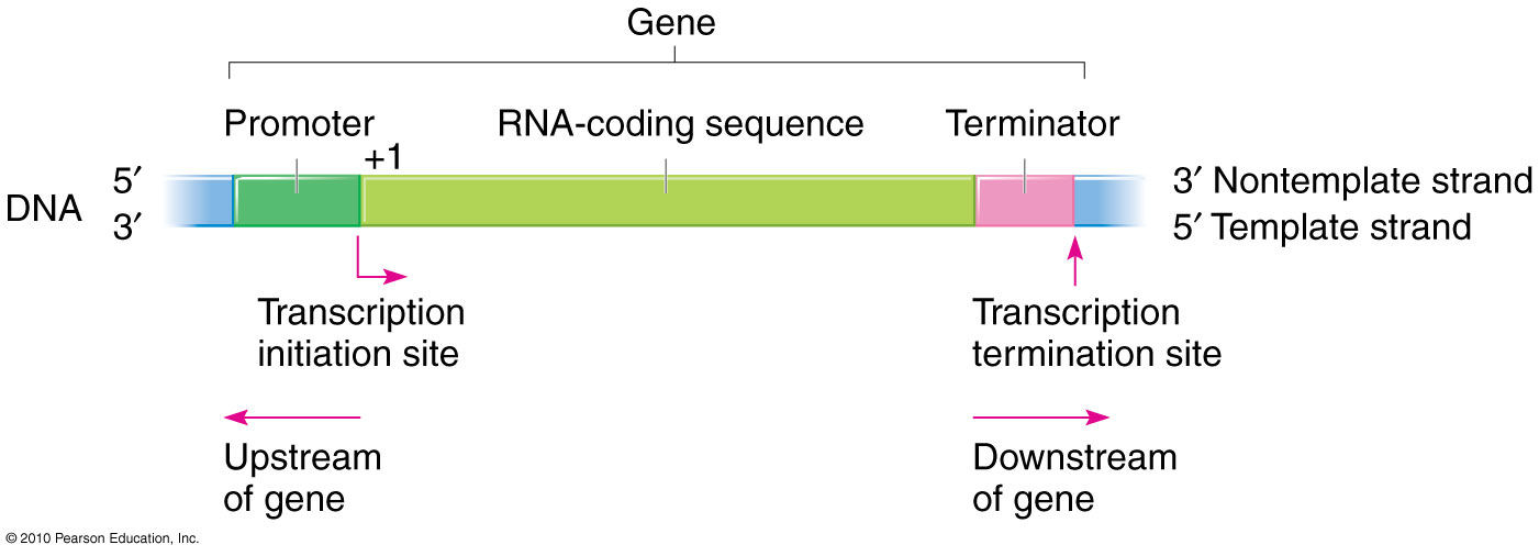 DNA Transcription (RNA Synthesis) - Enzymes, Steps, RNA Processing ...
