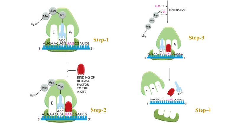 Translation Or Protein Synthesis- Components, Stages, Inhibitors ...