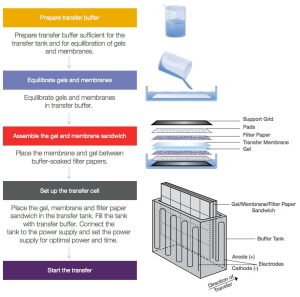 Southern Blotting- Principle, Steps, Detection, Applications - Sciencevivid