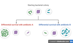 Antibiotic- Definition, Types, Uses, Side Effects, Resistance ...