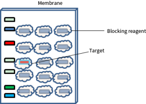 Western Blotting- Principle, Steps, Extraction, Applications - Sciencevivid