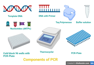 Polymerase Chain Reaction (PCR)- Principle, Steps, Applications ...