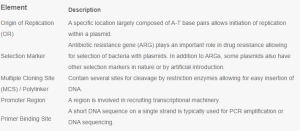 Plasmids- Definition, Properties, Structure, Types, Functions, Examples ...