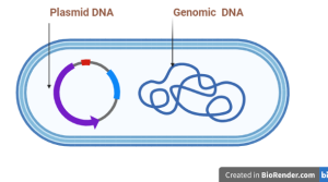 Plasmids- Definition, Properties, Structure, Types, Functions, Examples ...