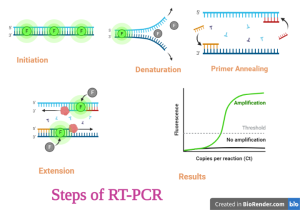 RT-PCR- Definition, Principle, Components, Types, Steps, Applications - Sciencevivid