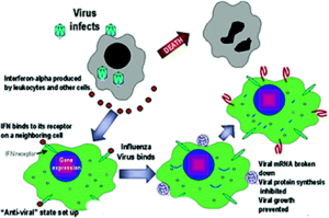 Interferons- Definition, Features, Types, Production, Cytokine ...