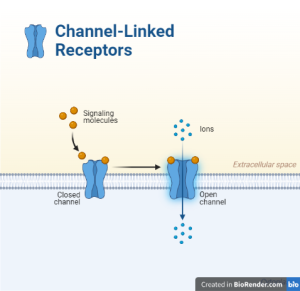 Membrane Proteins- Definition, Features, Structure, Functions ...
