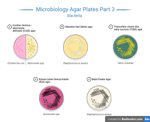 Agar Plates- Definition, Composition, Types, Procedure - Sciencevivid