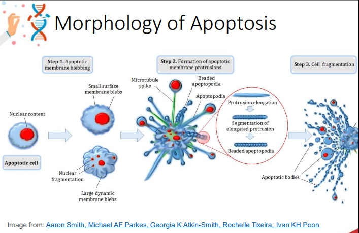 Apoptosis- Definition, Types, Stages, cancer, Regulations, Necrosis - Sciencevivid