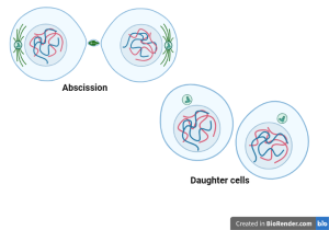 Mitosis- Definition, phases, Functions, Animal vs plant cells ...