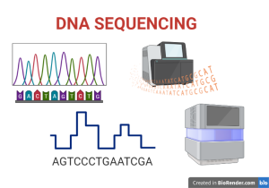 DNA Sequencing- Definition, Principle, Types, Steps, Applications ...