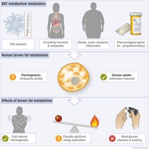 Brown adipose tissue (BAT)- Introduction, Occurrence, Features ...