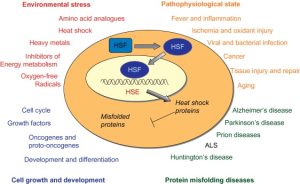 Heat-shock proteins (HSPs)- History, Types, Regulations, Functions ...