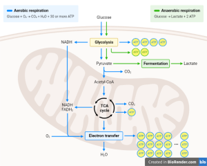 Respiration- Definition, Classification, Aerobic, Anaerobic, Human ...