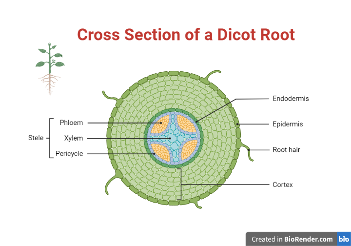 Root Introduction Types Anatomy Symbiosis Diseases Sciencevivid Root Introduction Types Anatomy Symbiosis Diseases Sciencevivid
