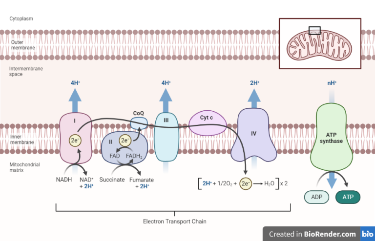 Respiration- Definition, Classification, Aerobic, Anaerobic, Human ...