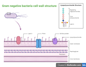 Bacteria: History, Taxonomy, Structure, Morphology, Functions ...
