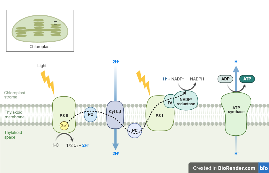 Photosynthesis- Introduction, Discovery, Mechanism, Stages, Pigments ...