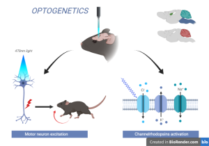 Optogenetics- Introduction, Discovery, Technologies, Protein, Future ...