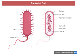 Bacteria: History, Taxonomy, Structure, Morphology, Functions ...