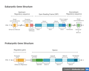 Transcription factors (TFs) - Introduction, Binding Sites, Regulations ...