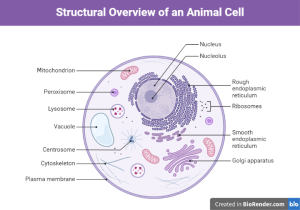 Animal Cell- Definition, Structure, Types, Functions - Sciencevivid