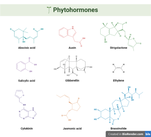 Phytohormones- Auxins, Gibberellins, Cytokinins, Functions