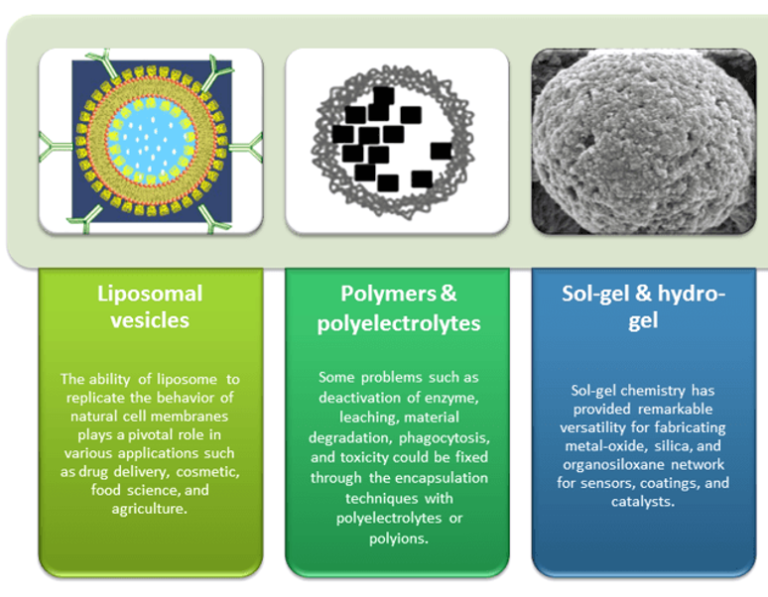 Enzyme Immobilization/ Immobilized enzyme: Introduction, Methods ...