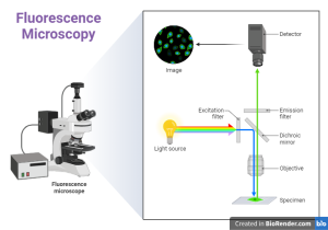 Microscopy: Introduction, Instrumentation, Types, Applications ...