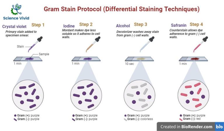 Protocol for Gram staining: Background, Purpose, Equipment, Steps ...