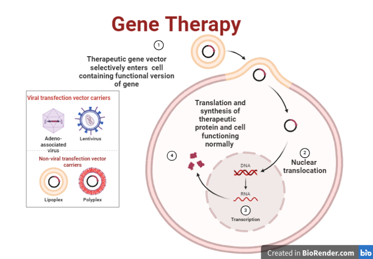 Gene Therapy: Introduction, Types, Methods, Mechanism, Risks ...