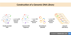 Construction of a cDNA Library: Introduction, Steps, Applications