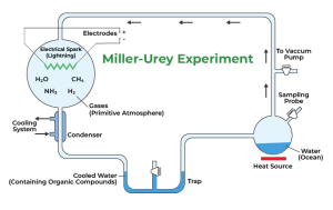 Oparin-Haldane theory: Modern theory of the origin of life, Miller and ...
