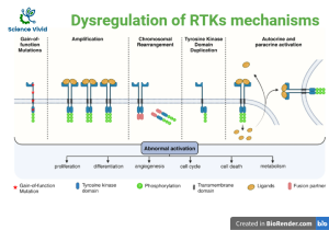 Receptor tyrosine kinases (RTKs): Introduction, Structure, Tyrosine ...