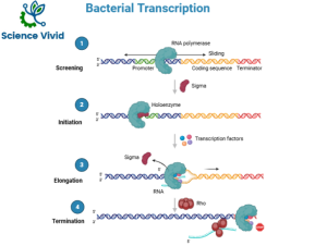 Transcription vs. Replication: Differences, RNA Polymerase Structure ...