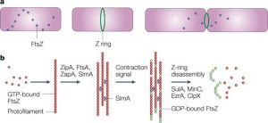 Formation of the Divisome in Bacterial Cell Division: Mechanisms, Key ...
