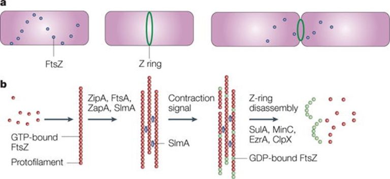 Formation of the Divisome in Bacterial Cell Division: Mechanisms, Key ...