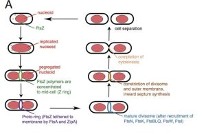 Bacterial Cell Division: Mechanism and Regulation of Binary Fission in ...