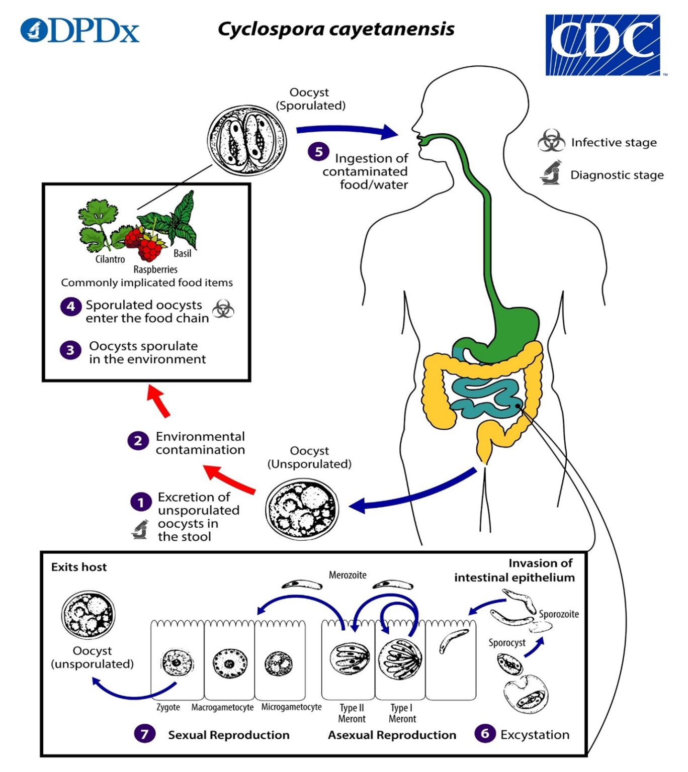Cyclospora cayetanensis: Lifecycle, Pathogenesis, Laboratory Detection ...