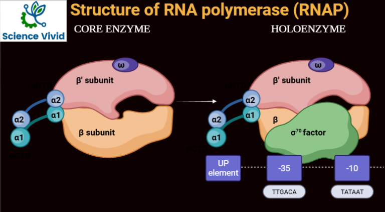 Transcription vs. Replication: Differences, RNA Polymerase Structure, and Transcription ...