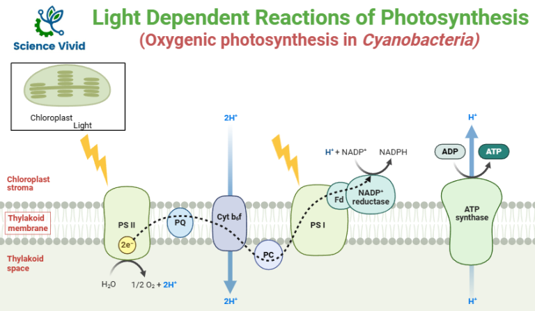 Photosynthesis in Bacteria: Mechanisms, Types, and Examples of Oxygenic ...