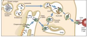 Difference between Class I and Class II MHC molecule and the endocytic ...
