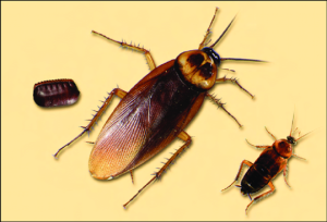 Phylum Arthropoda: Classification, Characteristics, Body Structure, and ...